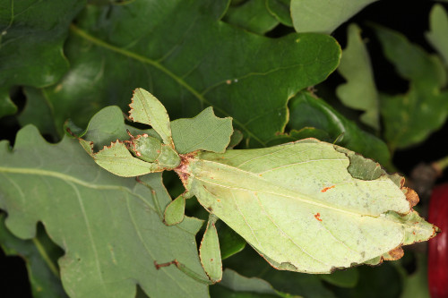 Phyllium.dk leaf insect stick insect vandrende blade PSG 278 PSG 72 ...