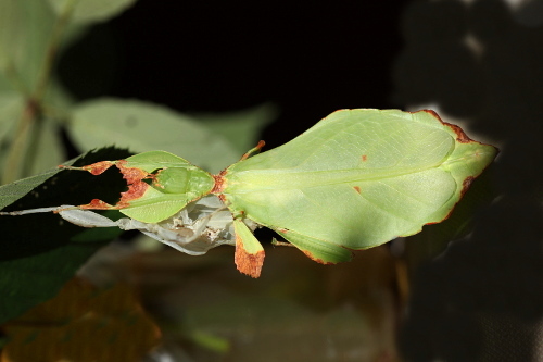 Phyllium.dk leaf insect stick insect vandrende blade PSG 278 PSG 72 ...